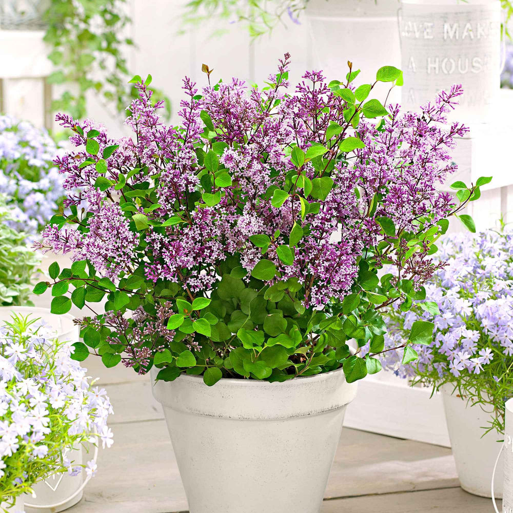 Lilas nain Dark Purple - Syringa pubescens microphylla Bloomerang Dark ...