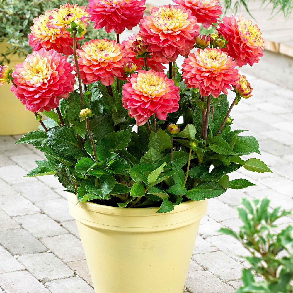 Bulbes Dahlia géant Fleurel - Dahlia 'fleurel'