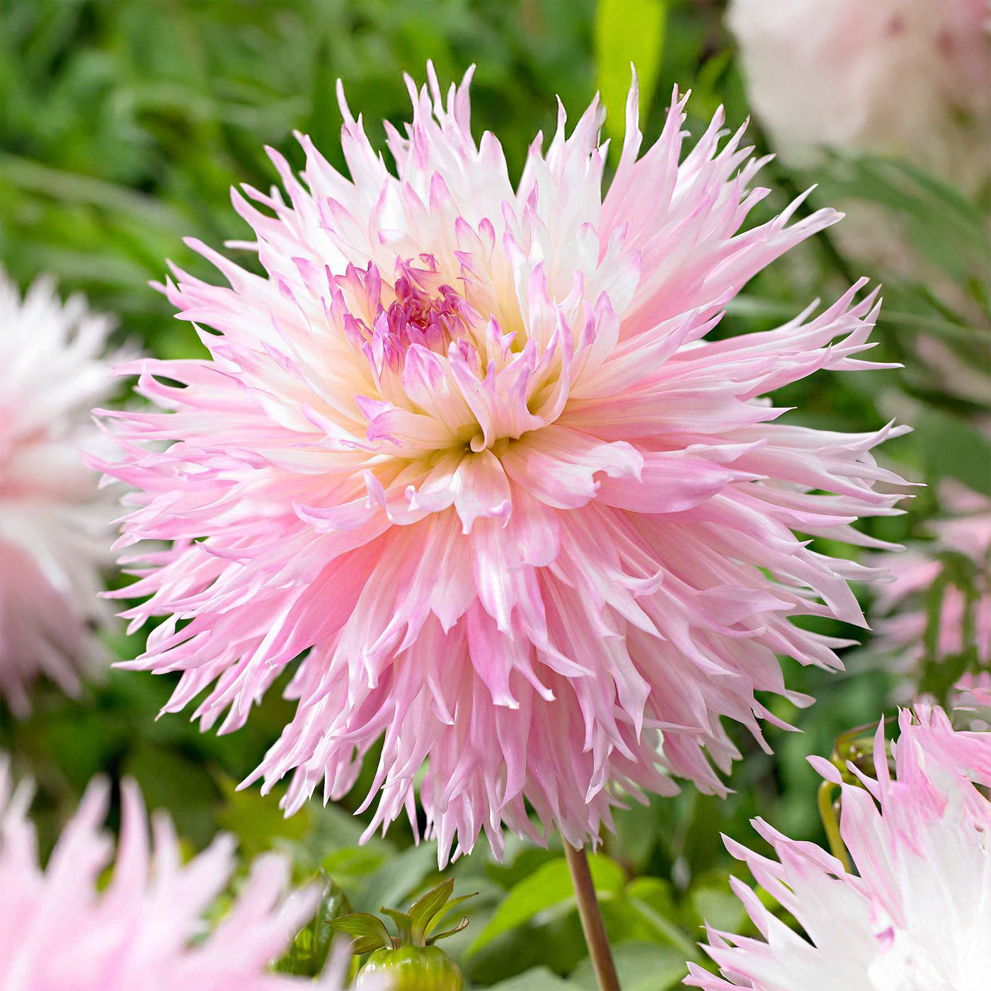 Bulbes 3 Dahlias cactus dentelle Nadia Ruth - Dahlia fimbriata 'nadia ruth'