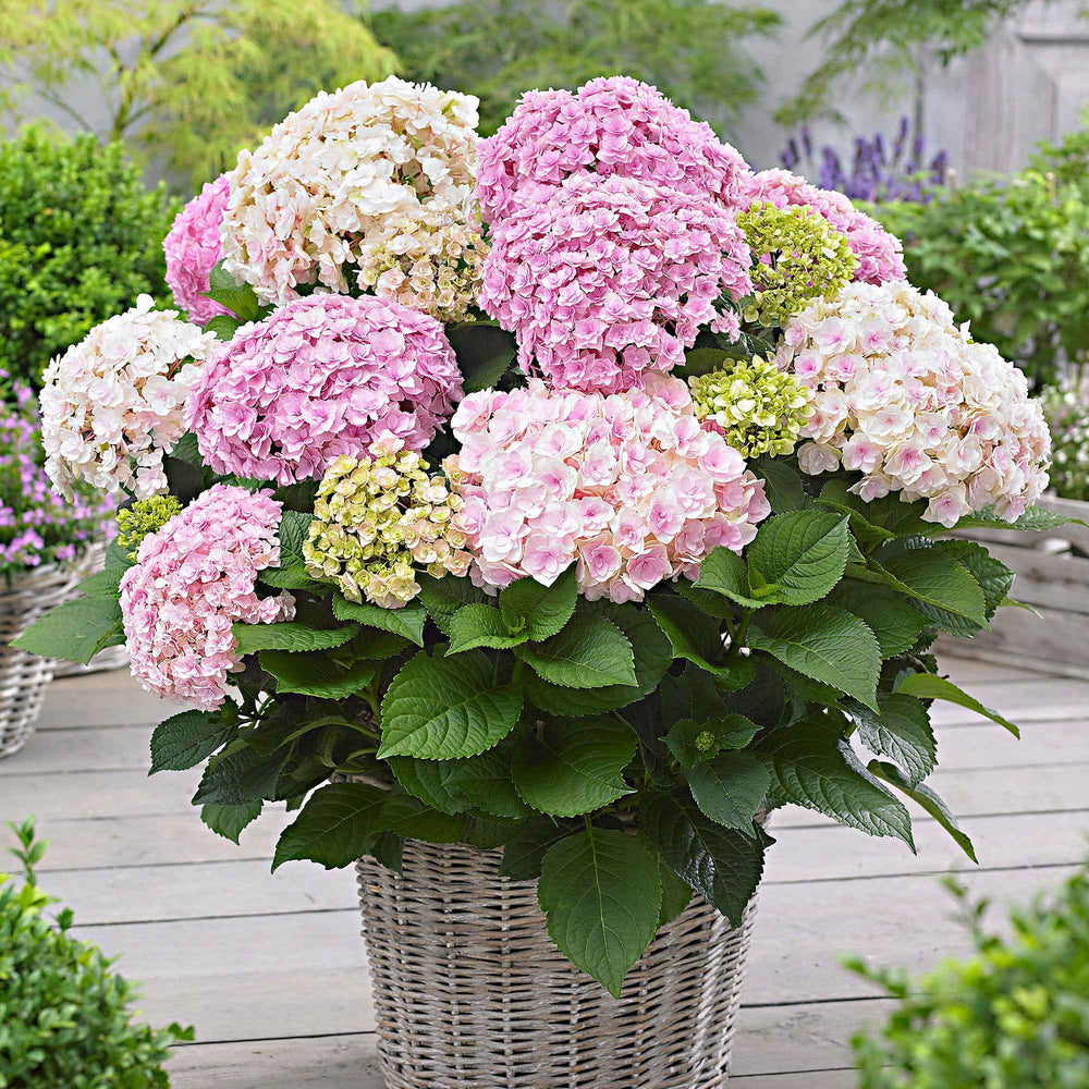 Hortensia Blue Boogie Woogie® - Hydrangea macrophylla 'blue boogie woogie'