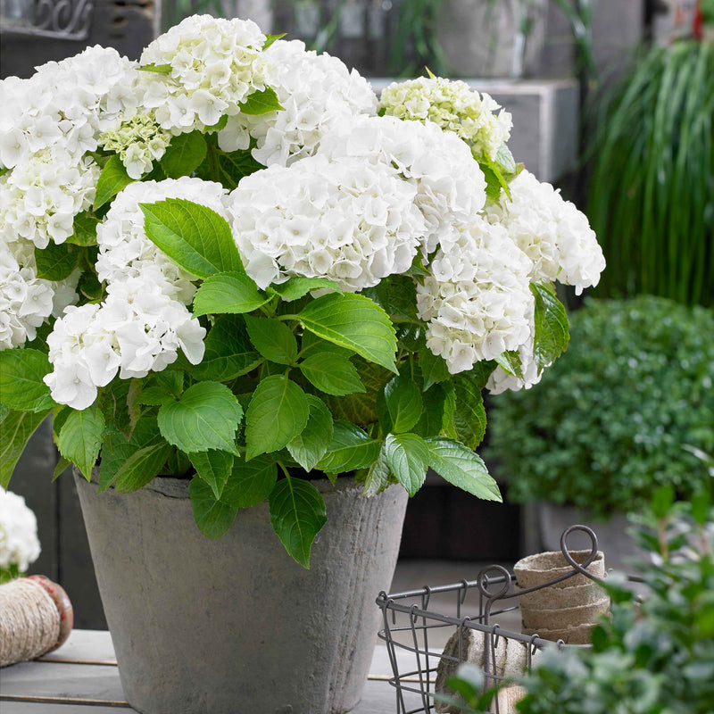 Hortensia blanc - Hydrangea macrophylla