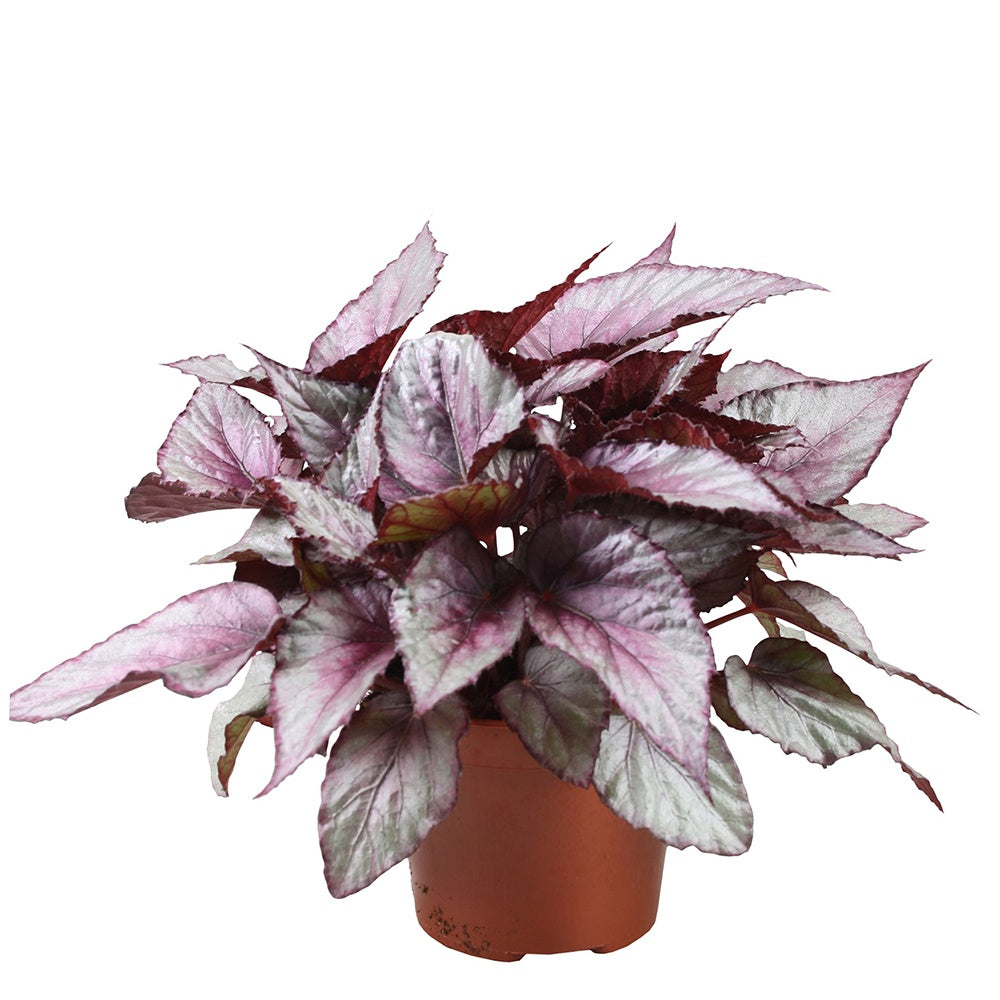 Bégonia Beleaf Maori Haze - Begonia beleaf maori haze