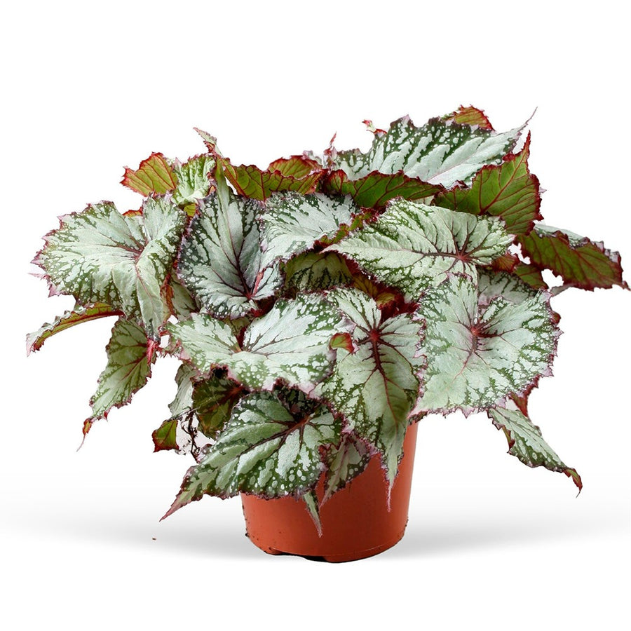 Bulbes 5 Bégonias Samba en mélange - Begonia x tuberhybrida 'samba'