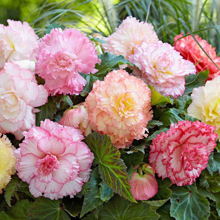 Bégonias : Guide et Comparatif des Espèces