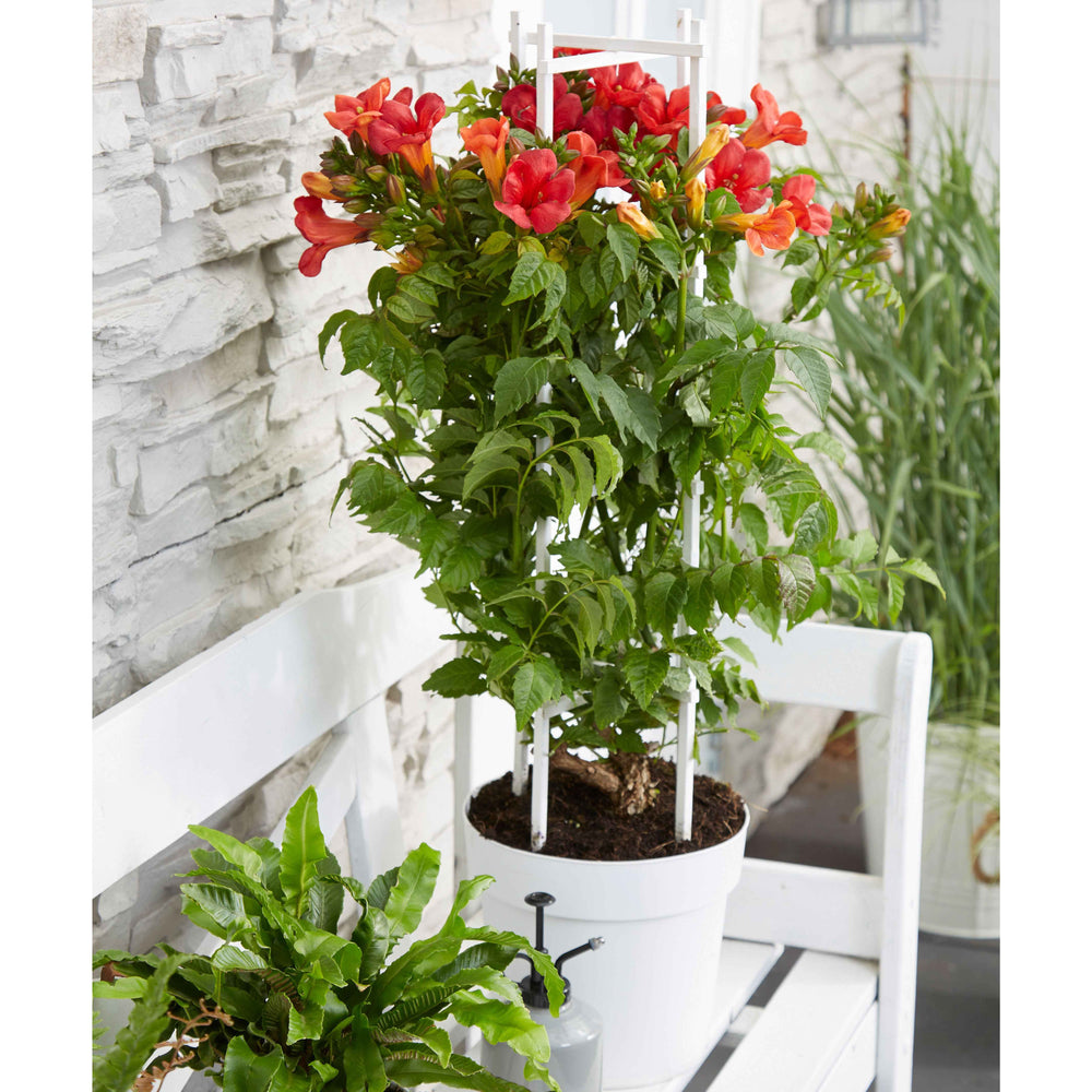 Bignone Fire Trumpet - Campsis x tagliabuana 'fire trumpet'
