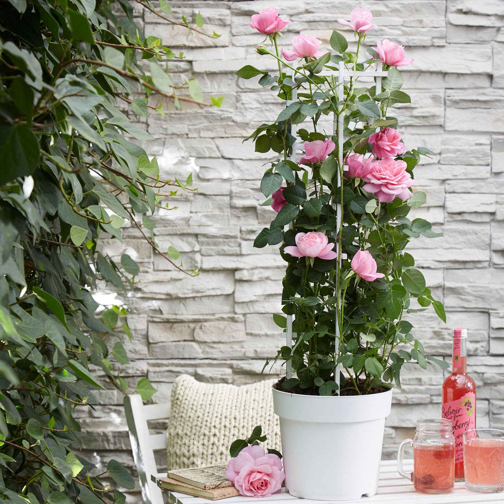 Rosier grimpant Crazy in Love rose - Rosa hybride 'crazy in love pink'