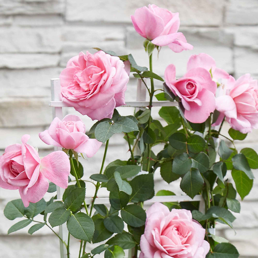 Rosier grimpant Crazy in Love rose - Rosa hybride 'crazy in love pink'