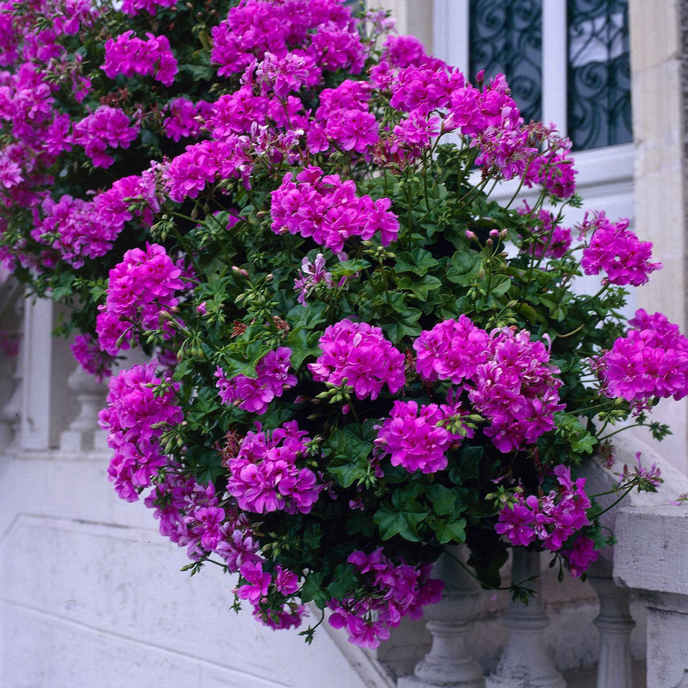 Géranium zonale 'Dark Lilac' - Pelargonium zonale 'dark lilac'