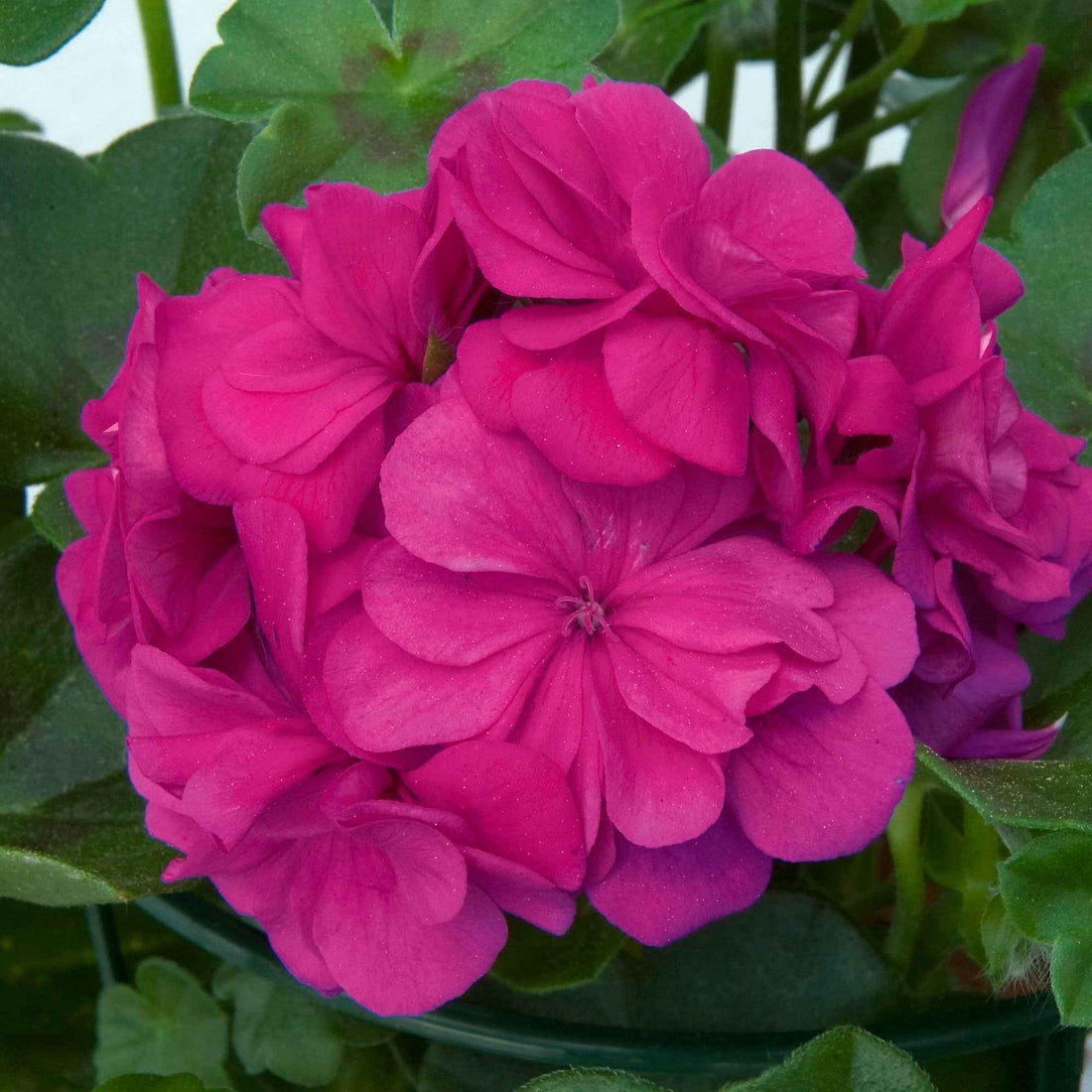 Géranium zonale violet - Pelargonium zonale