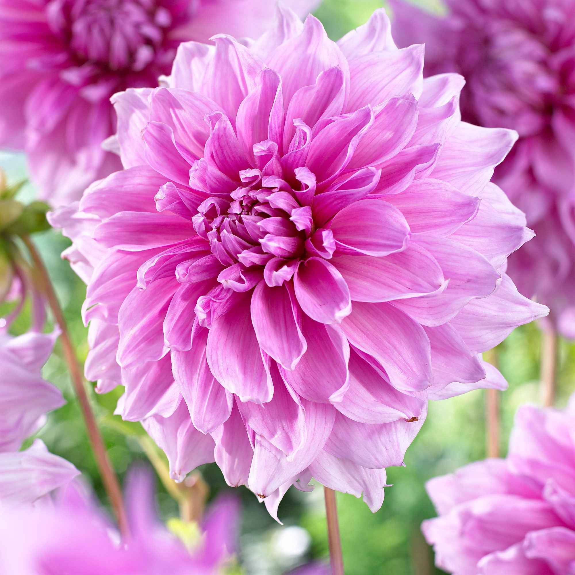 Bulbes 3 Dahlias géant Lavender Perfection - Dahlia 'lavender perfection'