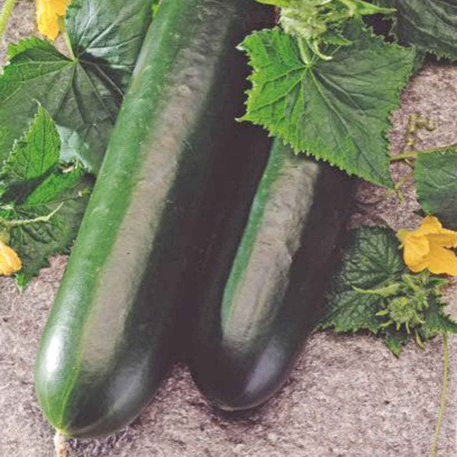 Graines Concombre rond Lemon - Cucumis sativus lemon