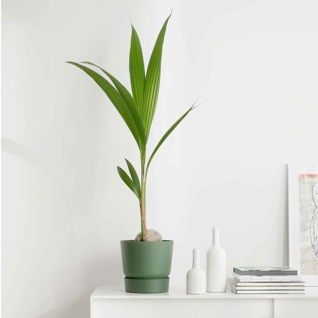 Cocotier d'intérieur - Cocos nucifera