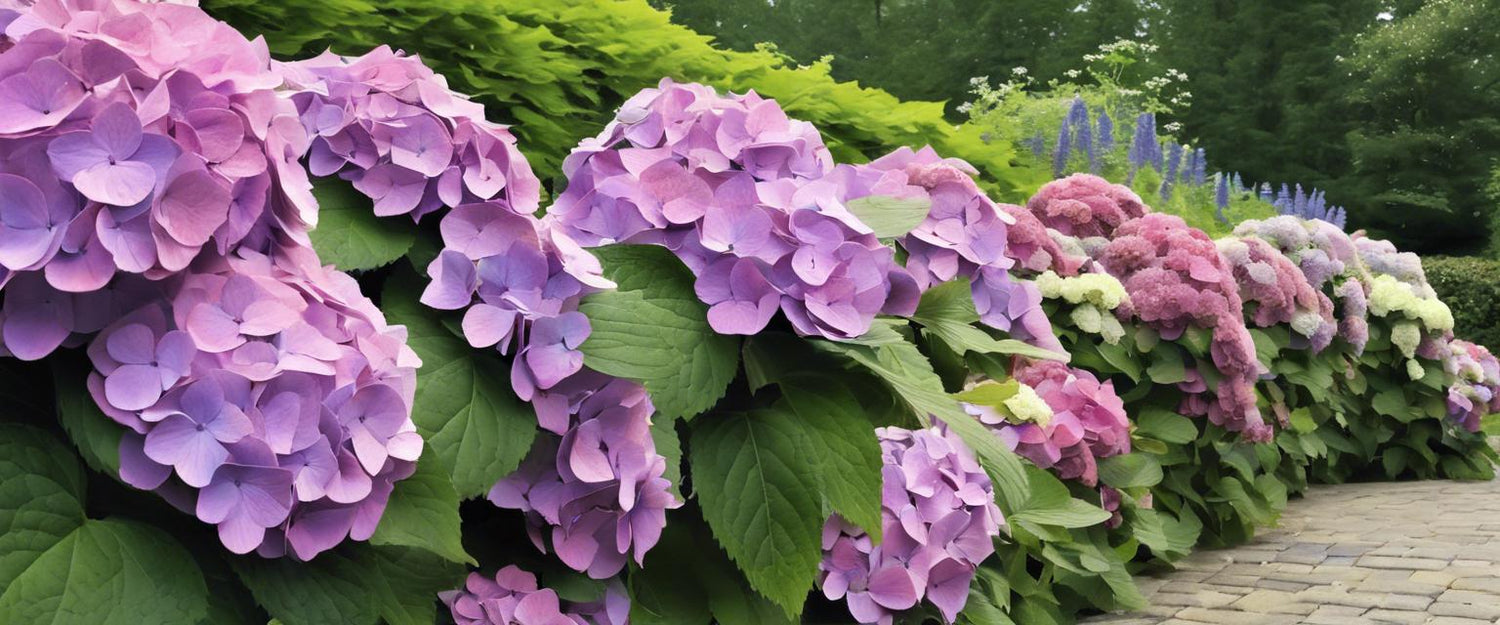 Astuces de Plantation: Quand et Comment Planter vos Hortensias