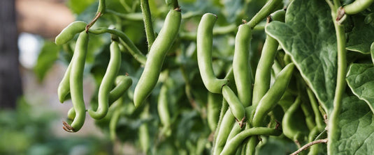 Cultivez vos haricots grimpants de manière biologique
