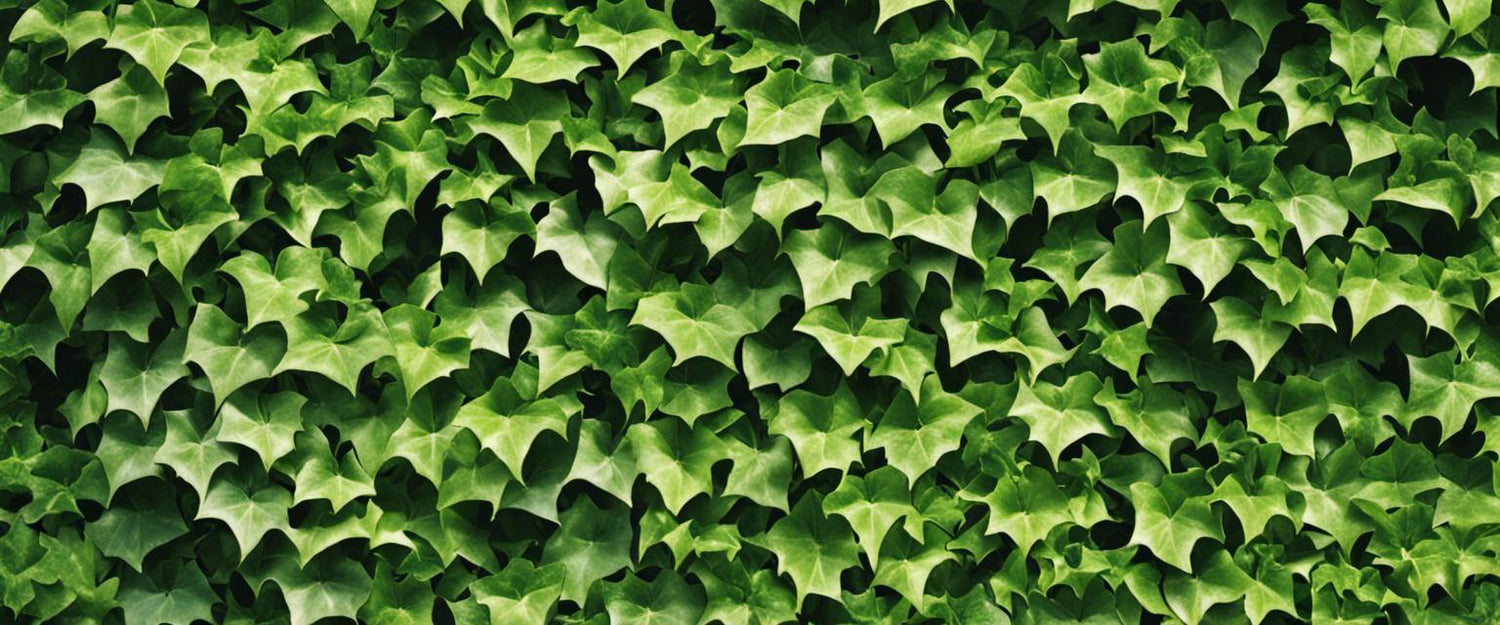 Découvrez différents types de lierre pour votre jardin ou votre intéri
