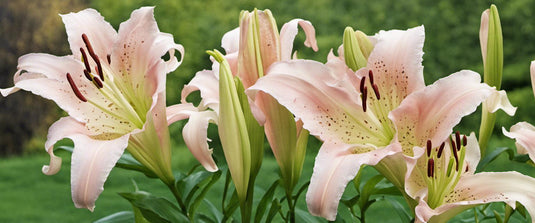 Guide complet pour cultiver des lys dans votre jardin