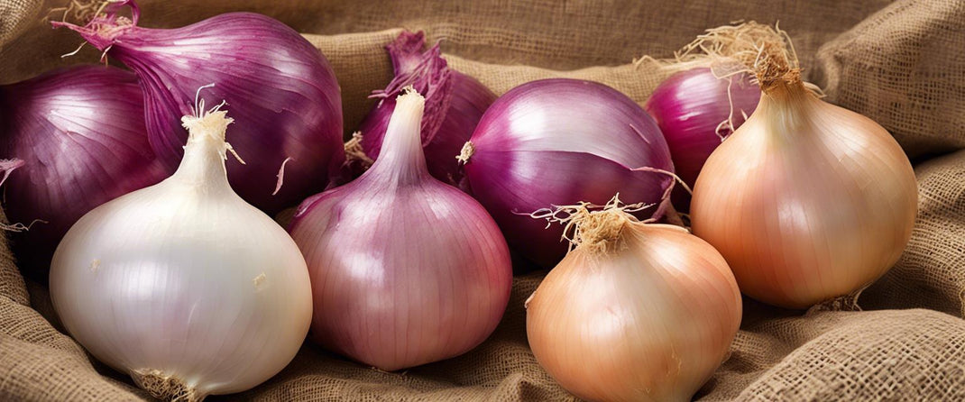 Variétés populaires d'oignon