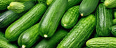 Variétés populaires de concombre