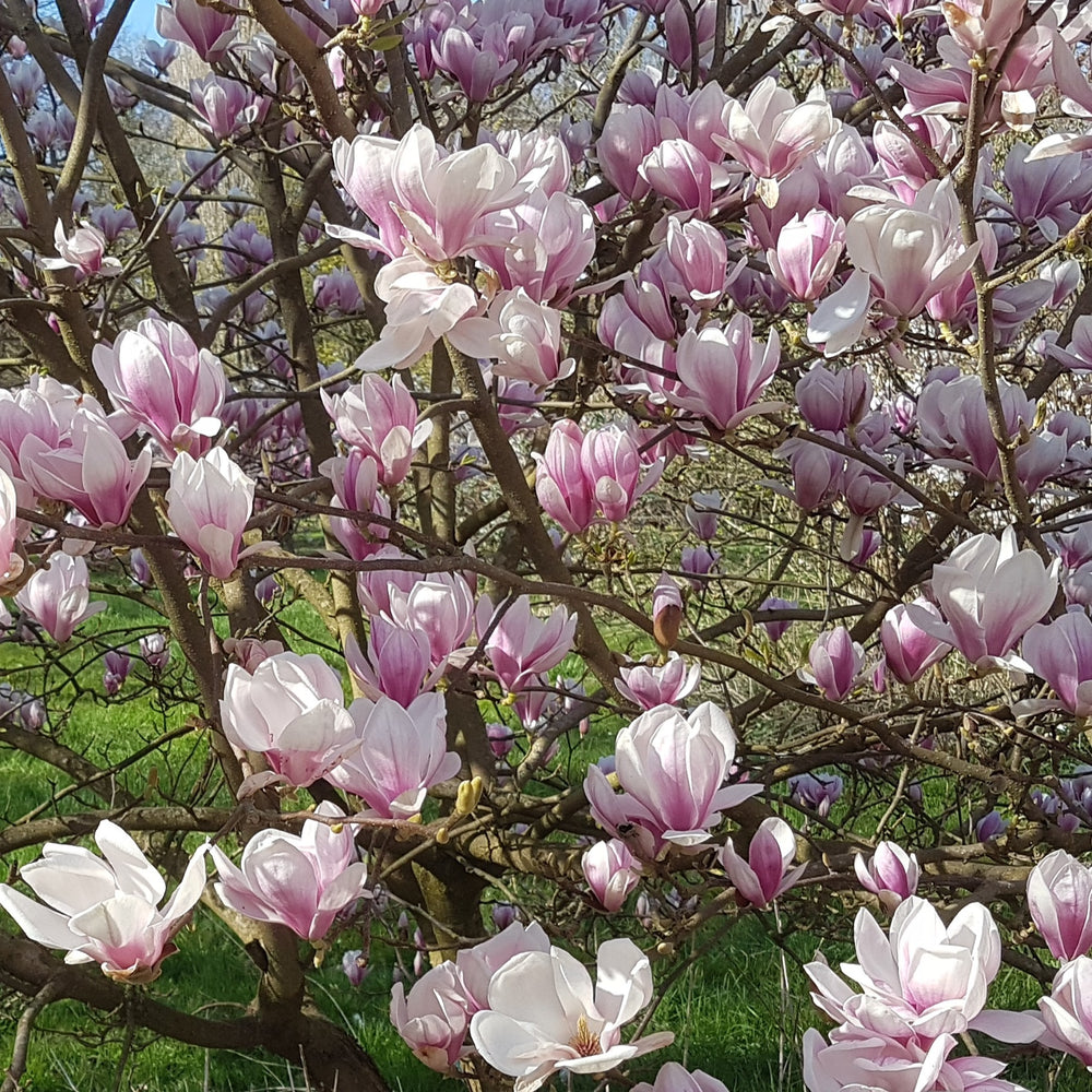 Magnolia Genie - Magnolia genie