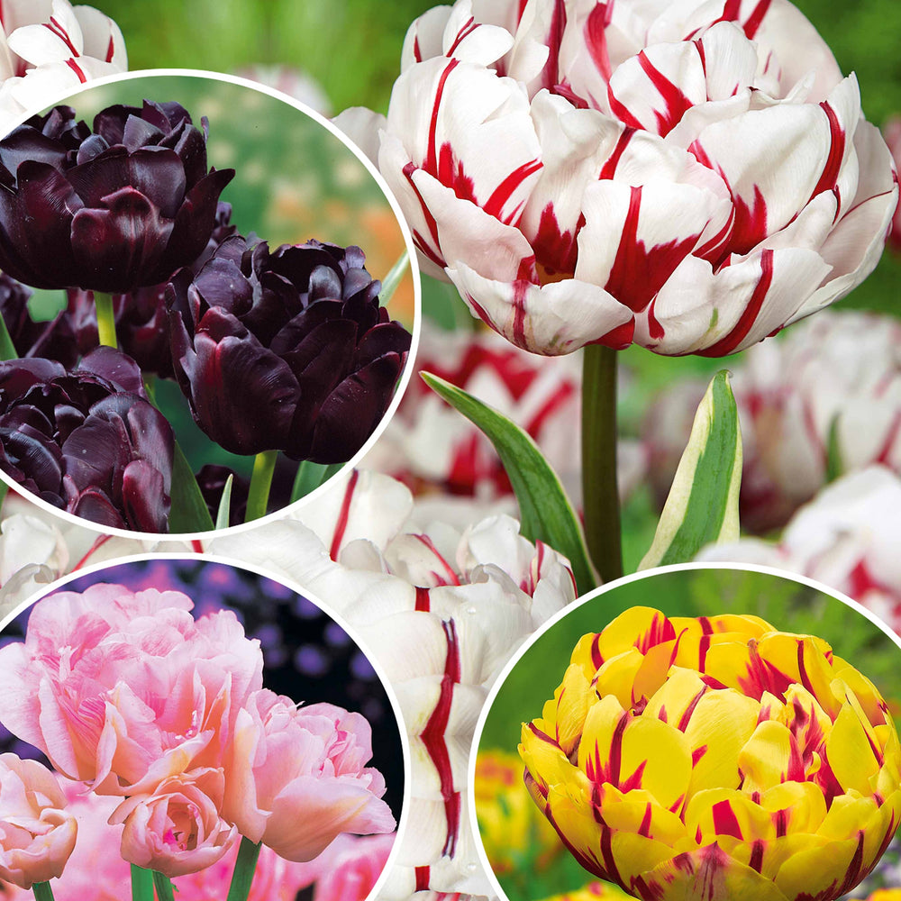 Bulbes 7 Tulipes Pluriflores Candy Club - Tulipa 'candy club'