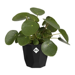 Elho Cache-pot B for rock noir