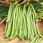 Graines Collection d'Haricots - Collection de 3 haricots assortis