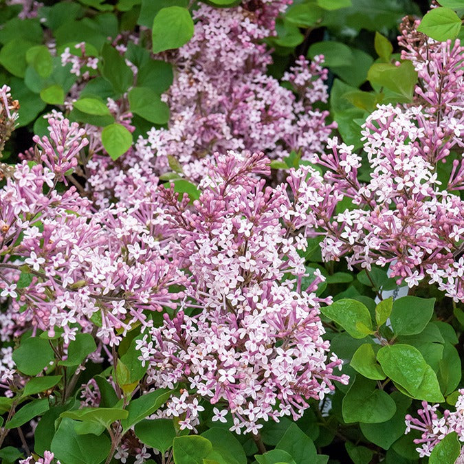 Lilas Prince Charmant - Syringa microphylla prince charming