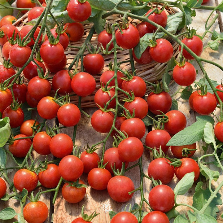 3 Plants de Tomate Cerise Rouge Supersweet 100 - Solanum lycopersicum ...