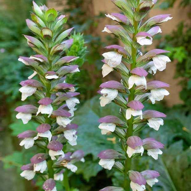 Acanthe molle - Acanthus mollis