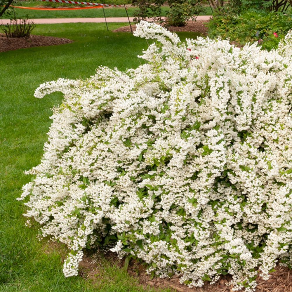 Deutzia gracilis - Deutzia gracilis