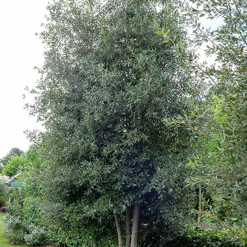 Chêne vert - Quercus ilex