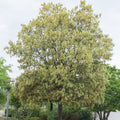 Chêne vert - Quercus ilex