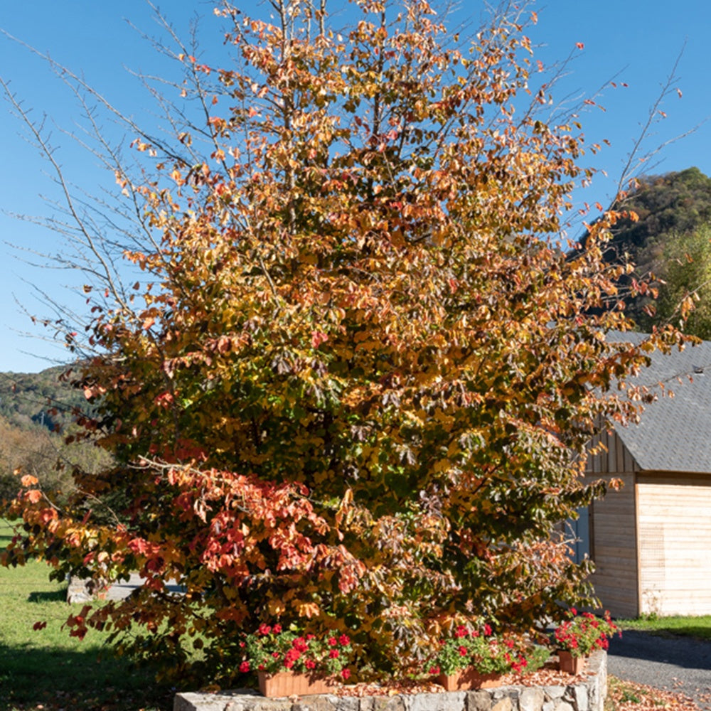 Arbre de fer - Parrotia persica