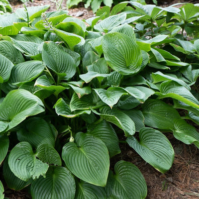 Hosta elata - Hosta elata