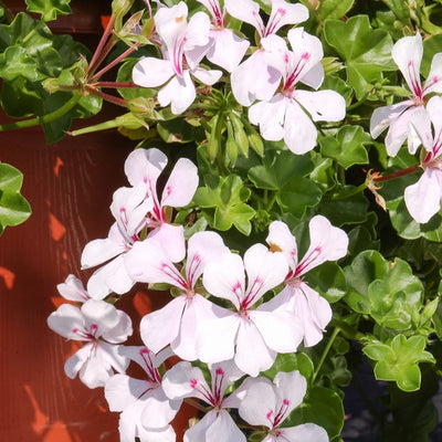 Géranium lierre pour balcon et pot fleuris | Willemse