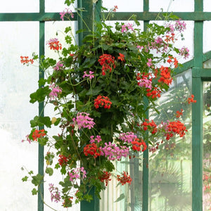 Géranium lierre pour balcon et pot fleuris | Willemse