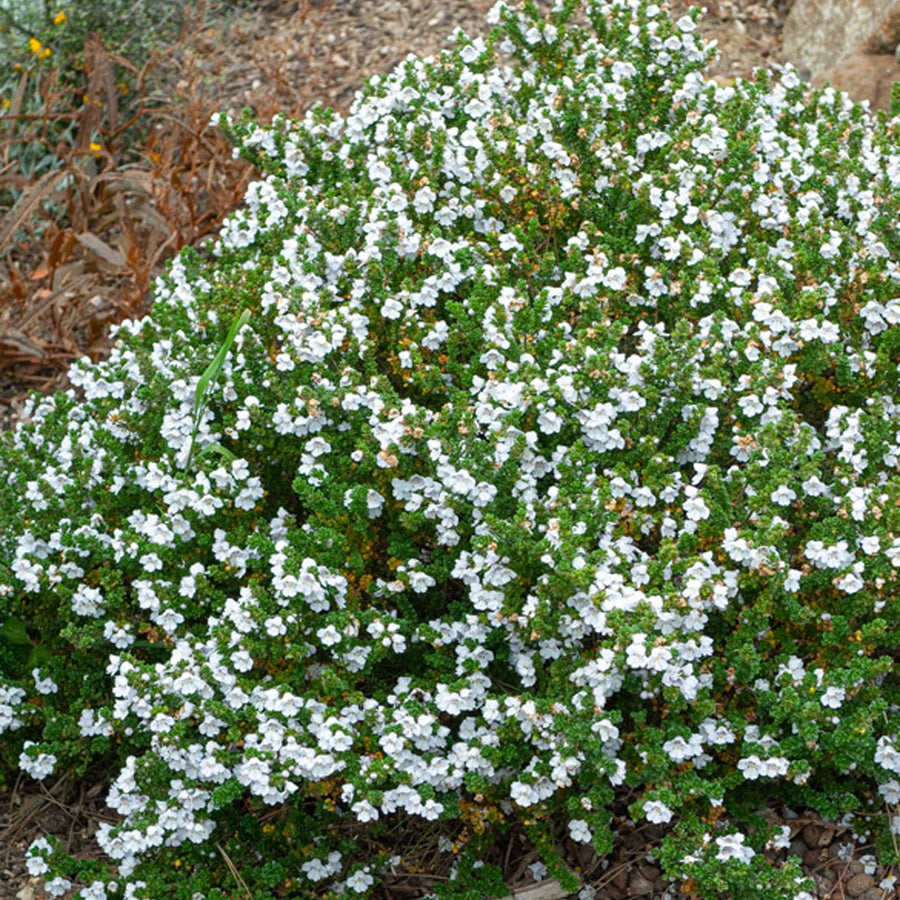 Menthe australienne - Prostanthera cuneata