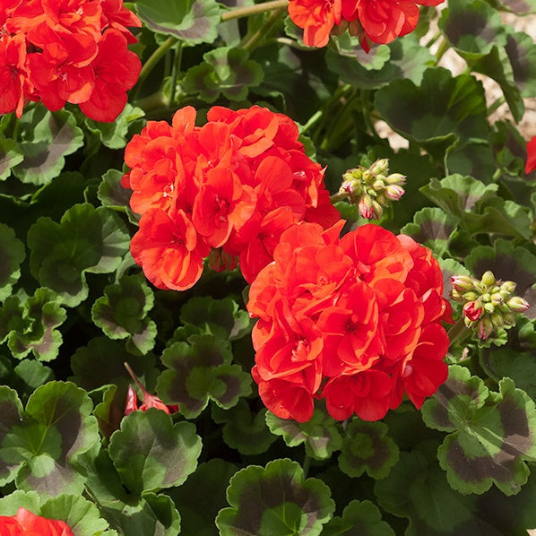 3 Géraniums à massifs rouges Toscana ® - Pelargonium zonale toscana