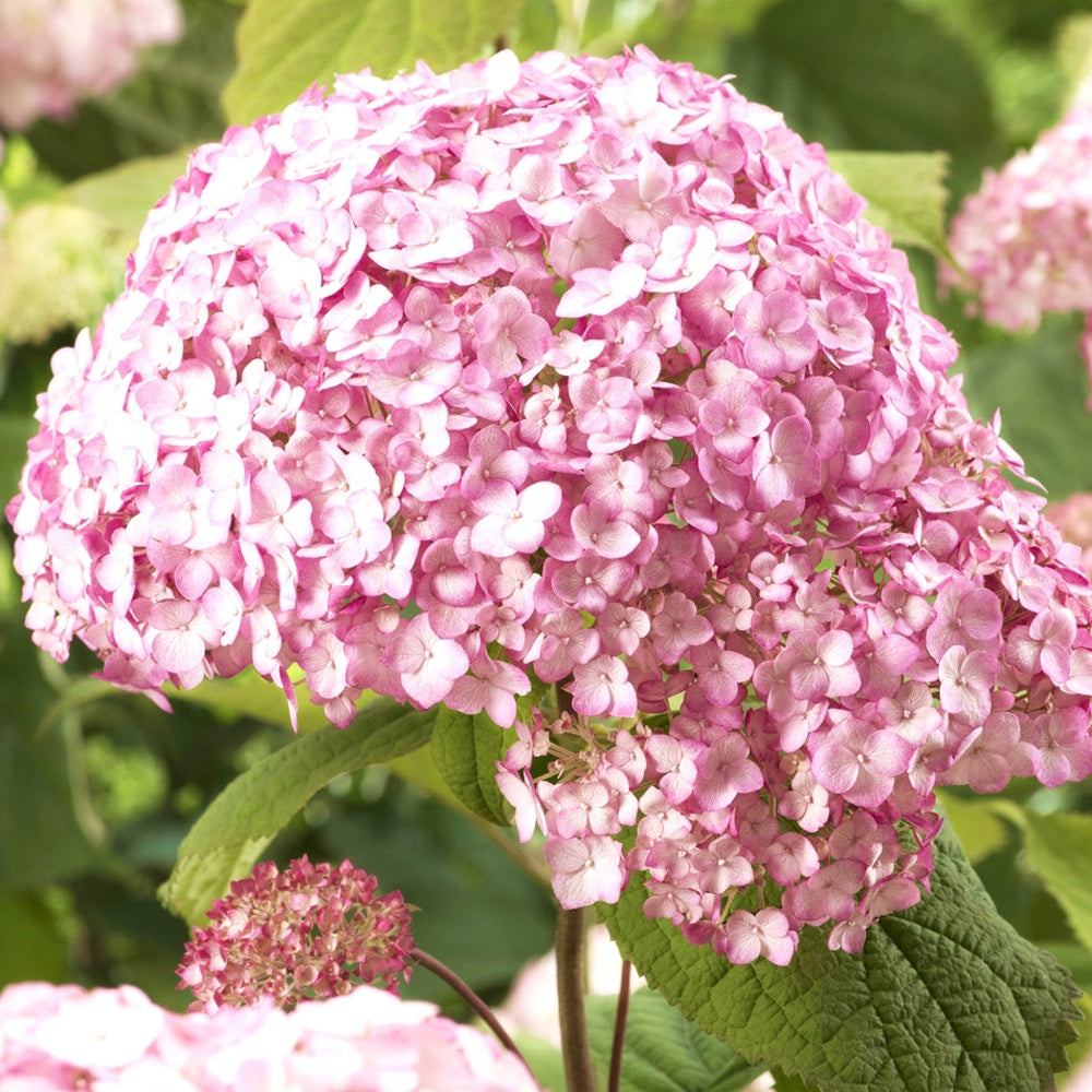 Hortensia Candy Bell Bubblegum ® - Hydrangea arborescens 'candy belle ...