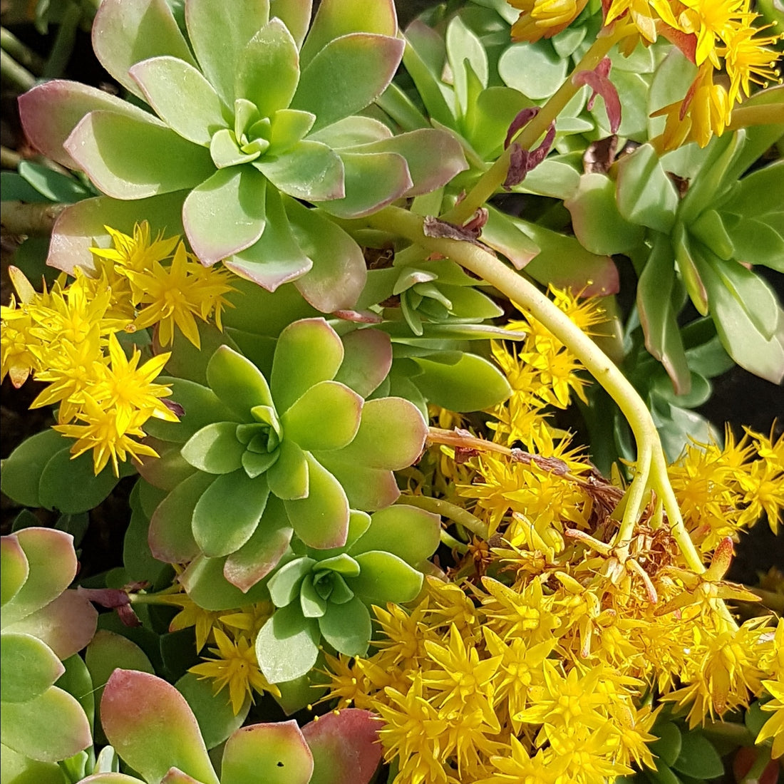 Sedum palmeri - Sedum palmeri