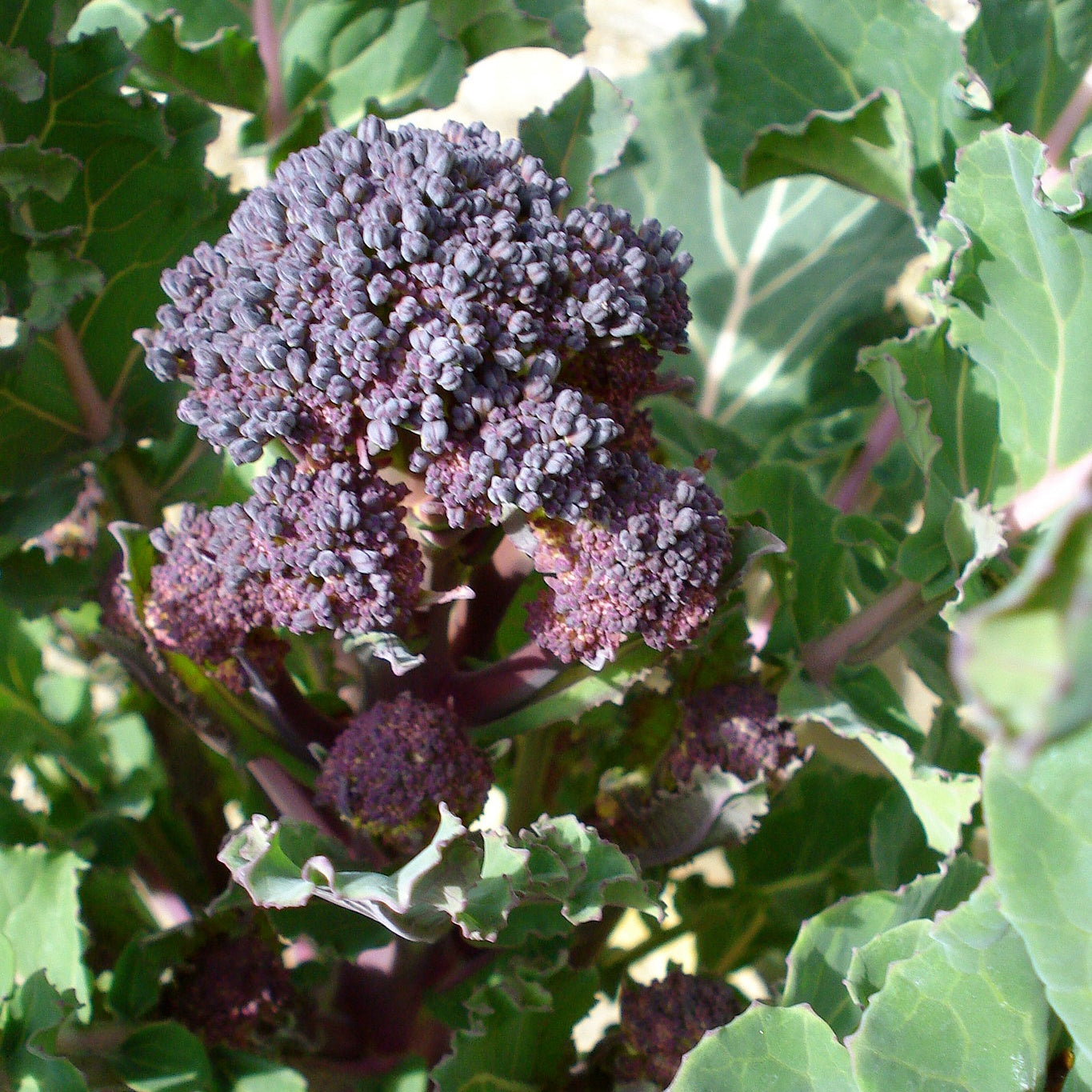 Graines Chou Brocoli Early Purple Sprouting BIO - Chou brocoli early ...