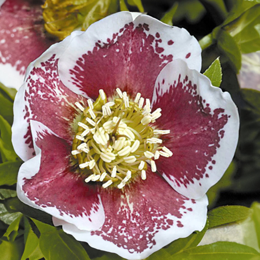 Hellébore Picotee - Helleborus picotee