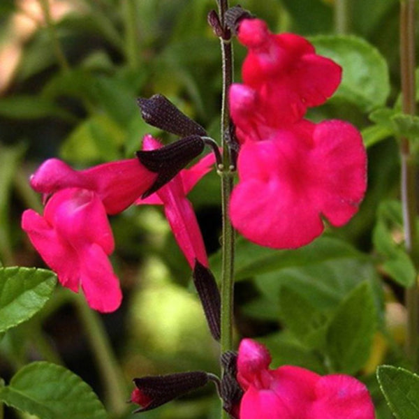 Sauge arbustive Grahamii - Salvia microphylla (grahamii)