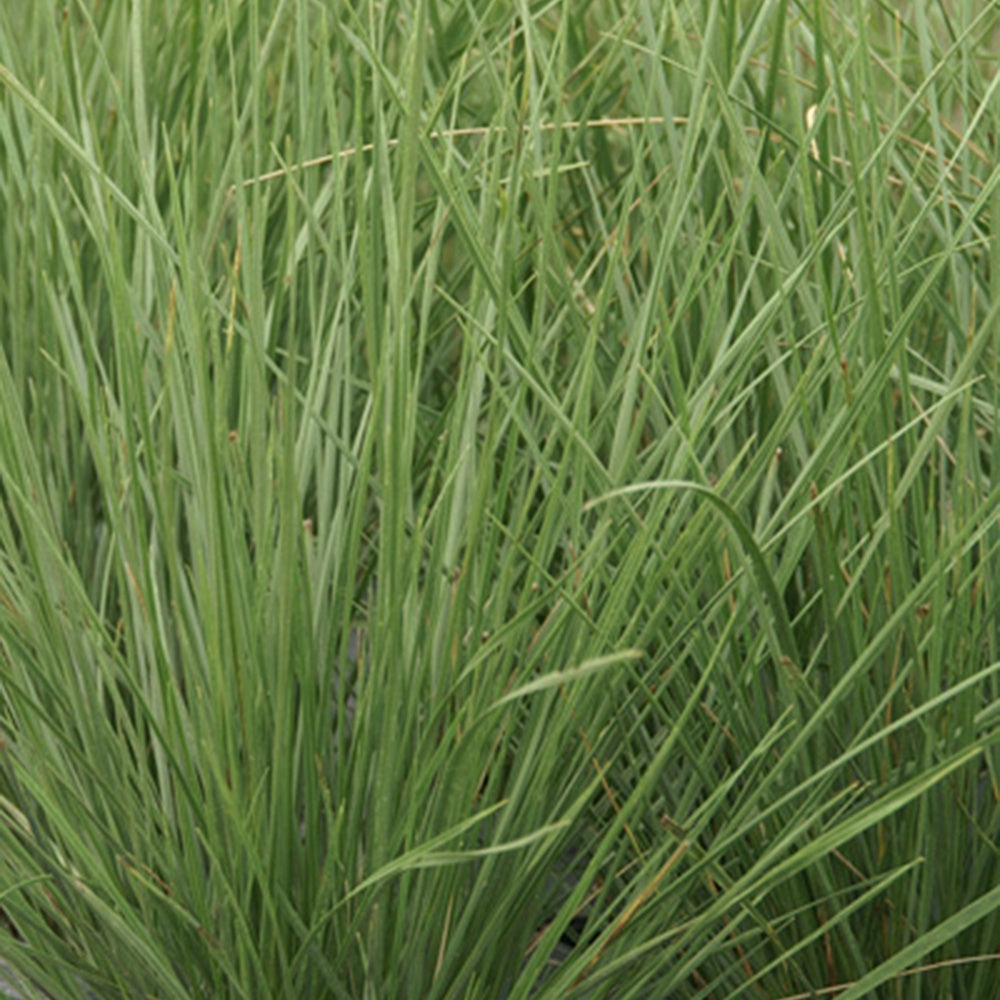 Fétuque mairei - Festuca mairei