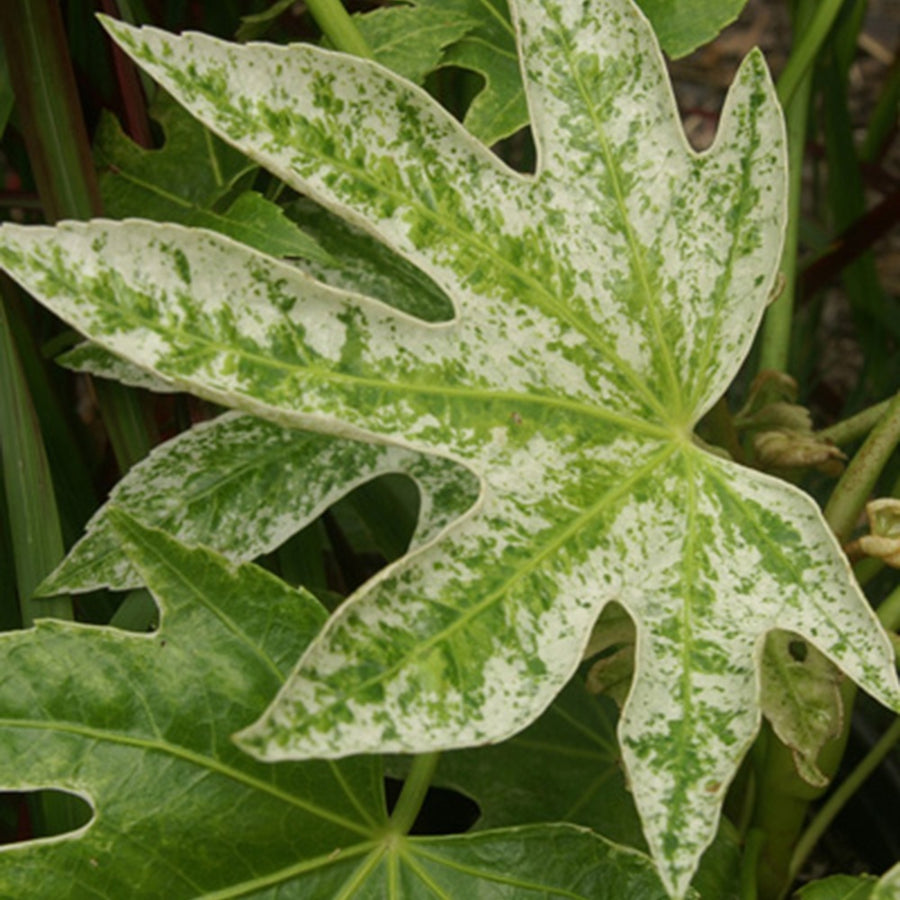 Aralia du Japon Spiders Web - Fatsia japonica spider web