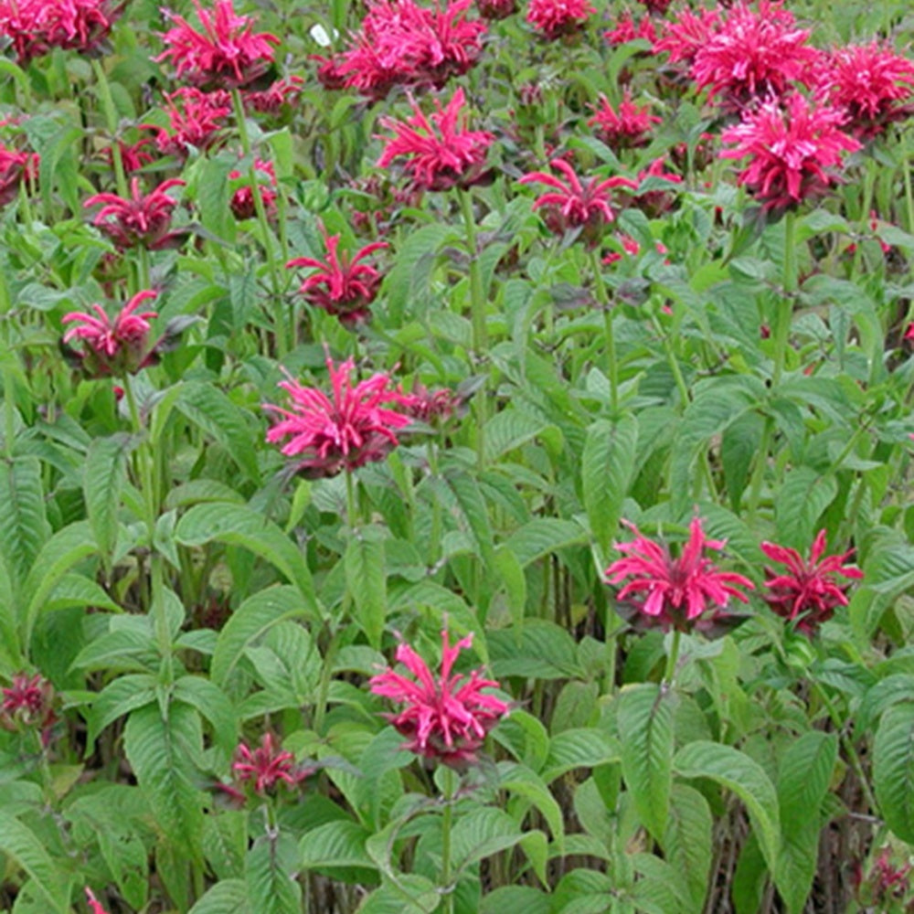 Monarde Mahogany - Monarda mahogany