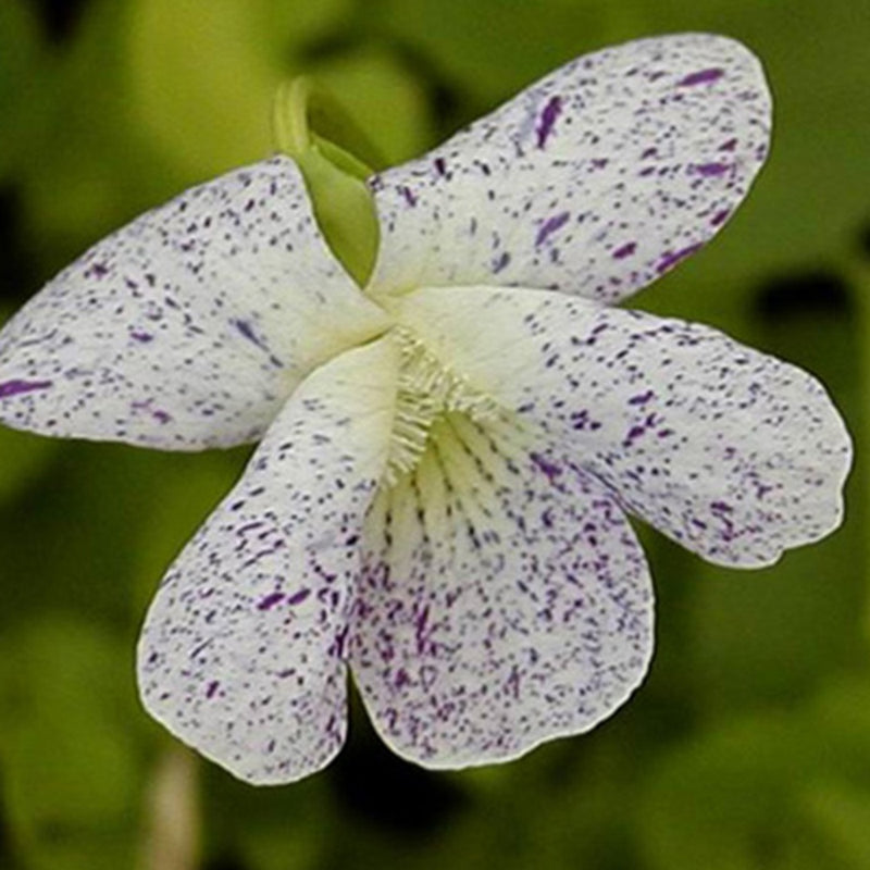 Violette de Labrador - Viola labradorica