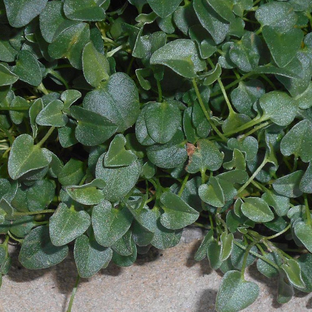 Falkia Repens - Falkia repens