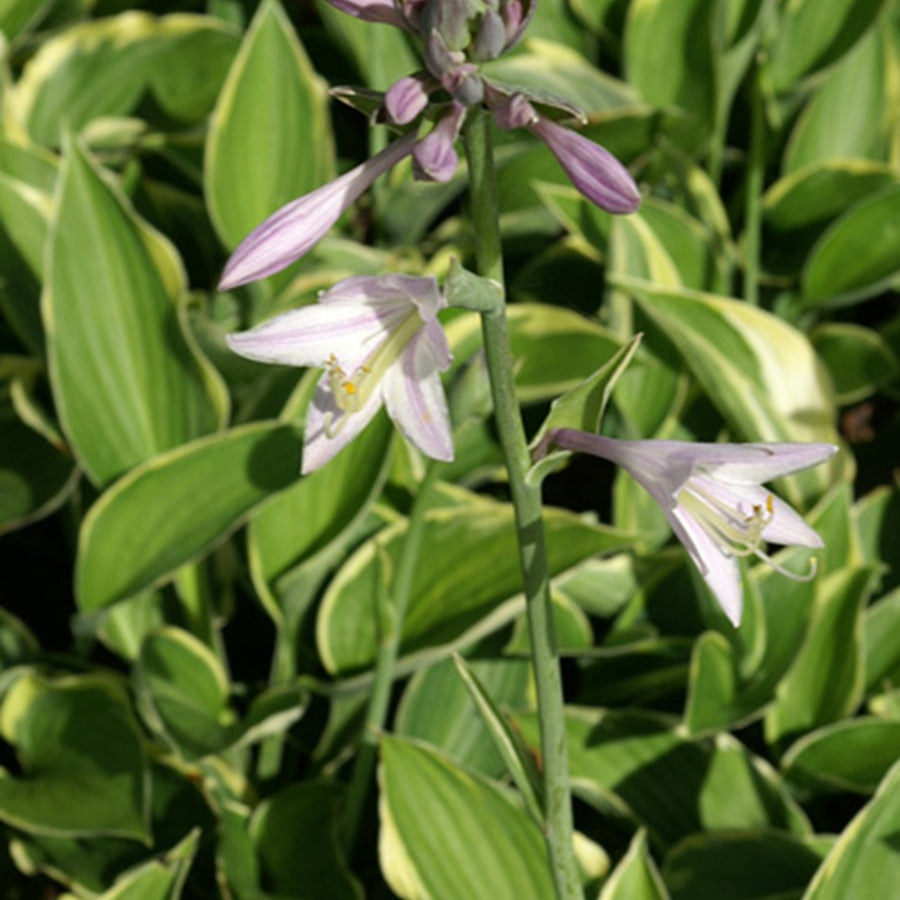 Hosta | Achat, Vente en ligne - Willemse