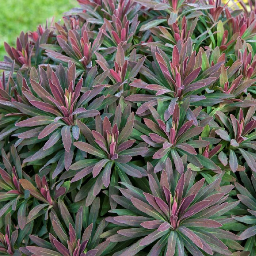 Euphorbe amygdaloides Ruby Glow - Euphorbia amygdaloides ruby glow